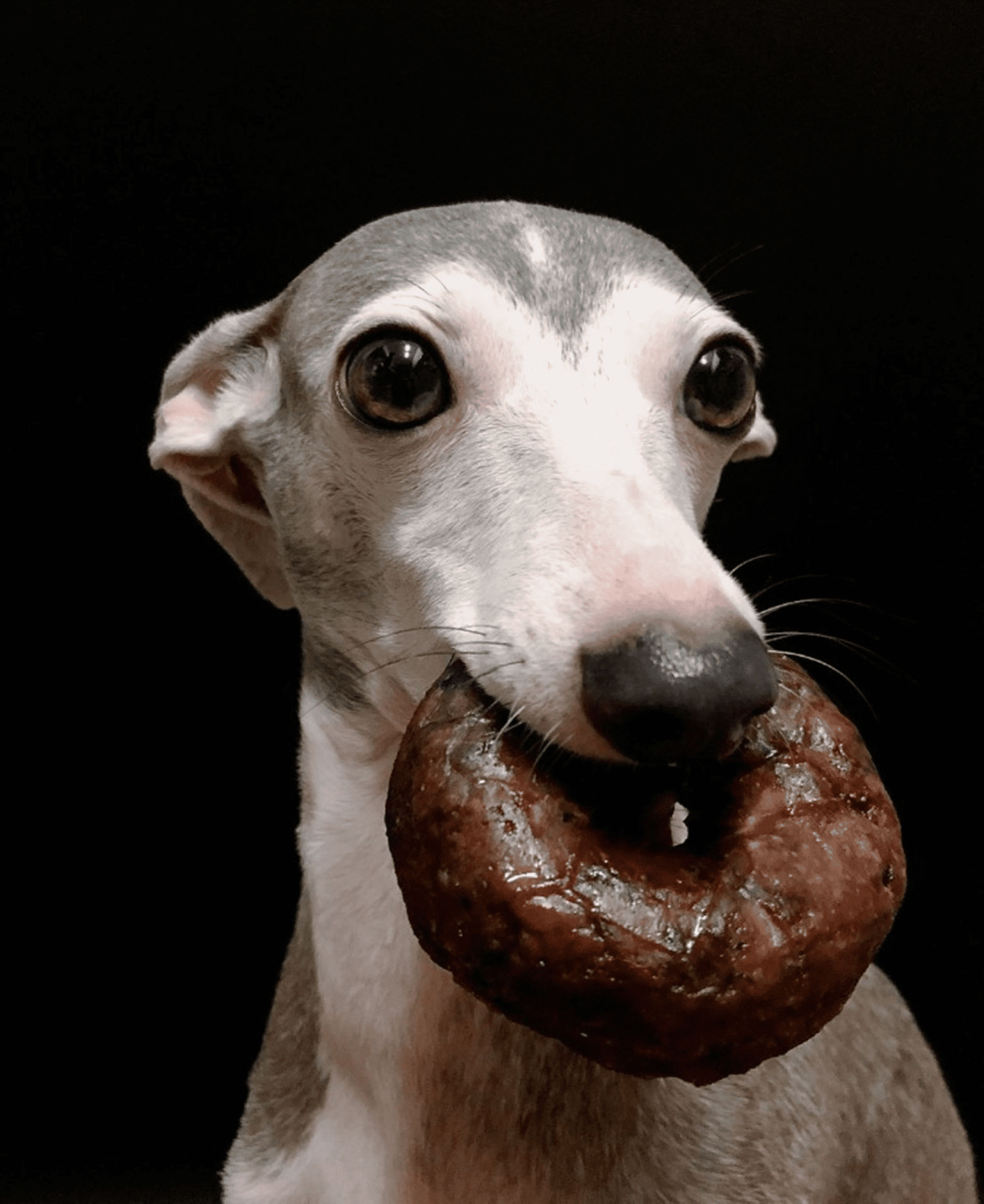 DOGGIENUTS